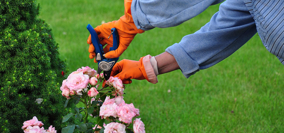 Pruning with Purpose | CBN.com