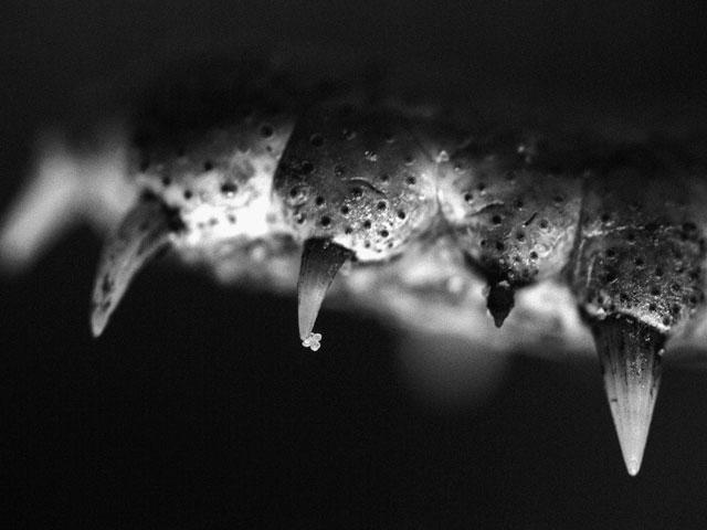 What Is the Mark of the Beast? | CBN.com